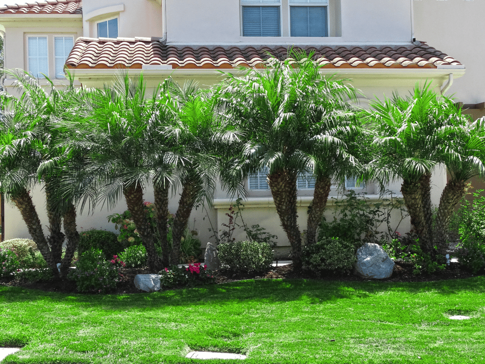 Moon Valley Nurseries Guide: Supercharged Starter Pack