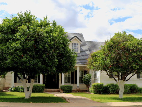 Caring for Your Citrus Trees: A Complete Guide