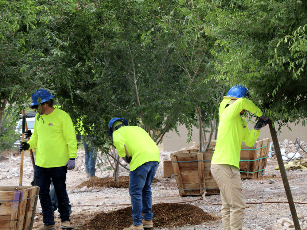 How To Plant Trees & Plants The Right Way In Las Vegas