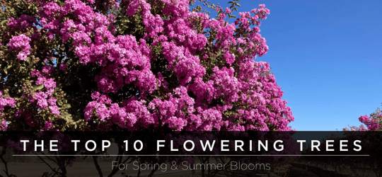 The Top 10 Flowering Trees For Spring & Summer Blooms in Arizona