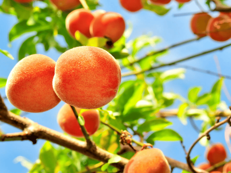 March Landscape & Garden Tips for Texas