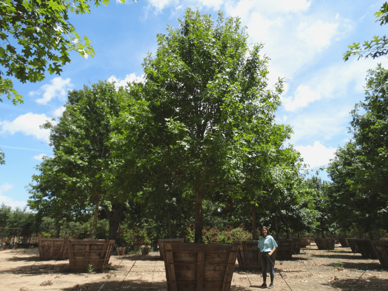 THE MOON VALLEY DIFFERENCE: THE MOTHERS OF OUR TREES