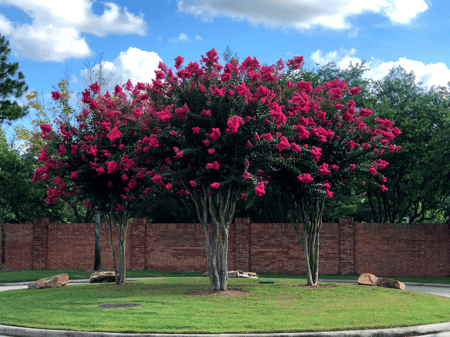 TROPICAL BACKYARD IDEAS – PART 3: THE FLOWERING TREES & PLANTS OF PARADISE