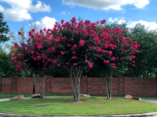 TROPICAL BACKYARD IDEAS – PART 3: THE FLOWERING TREES & PLANTS OF PARADISE