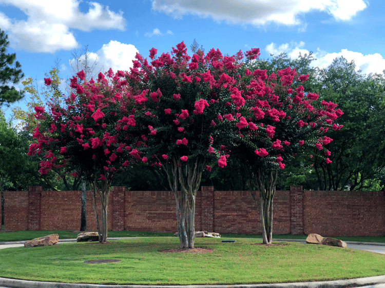 TROPICAL BACKYARD IDEAS – PART 3: THE FLOWERING TREES & PLANTS OF PARADISE