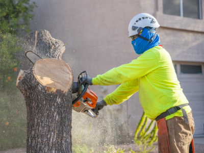 The Top 5 Most Dangerous Trees To Trim