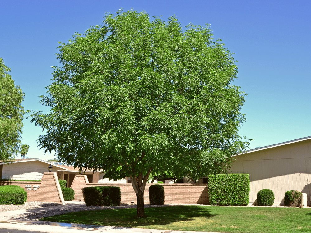 November Landscape and Garden Tips for Arizona in 2022