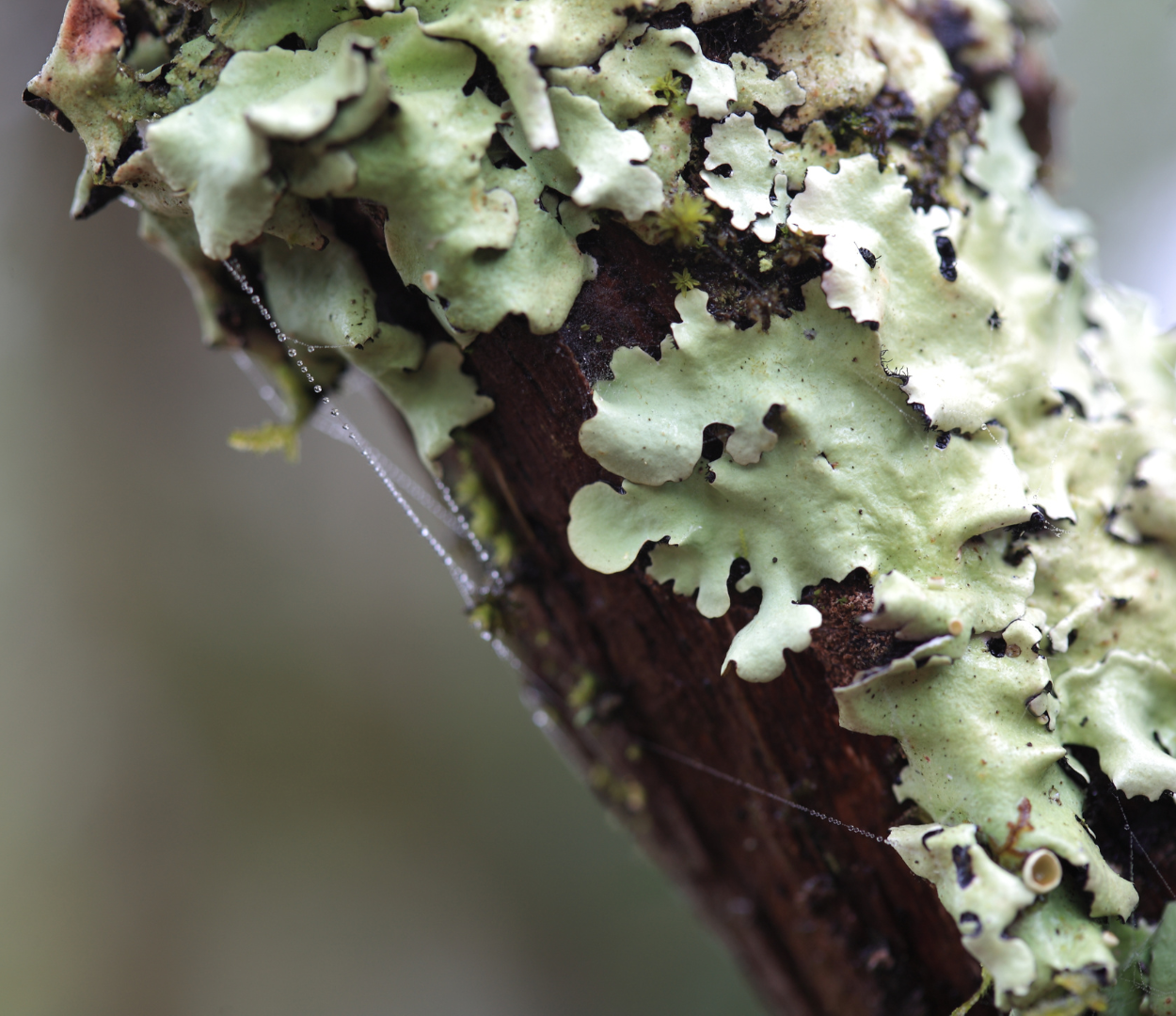 The Hidden World of Tree Lichens