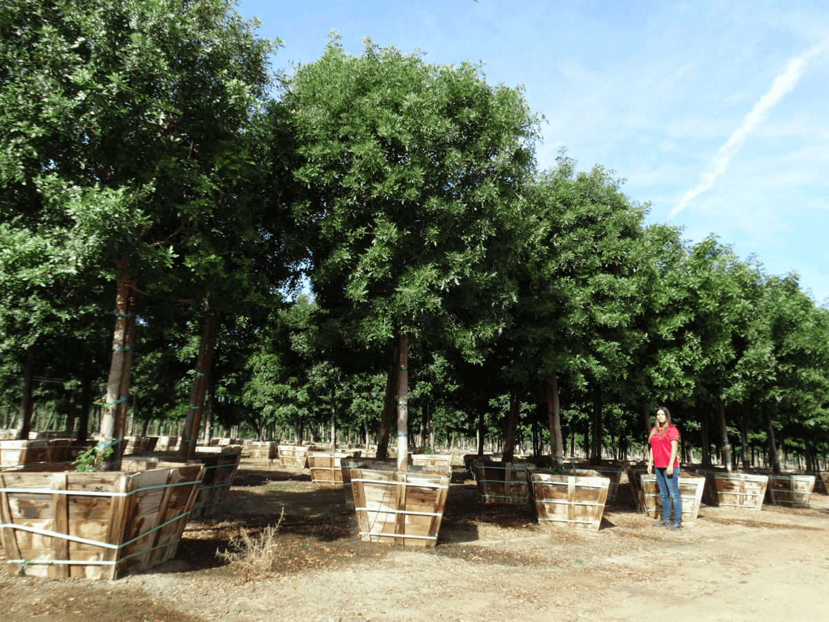 FROM SEED TO TREE: EXPERIENCE THE MOON VALLEY DIFFERENCE
