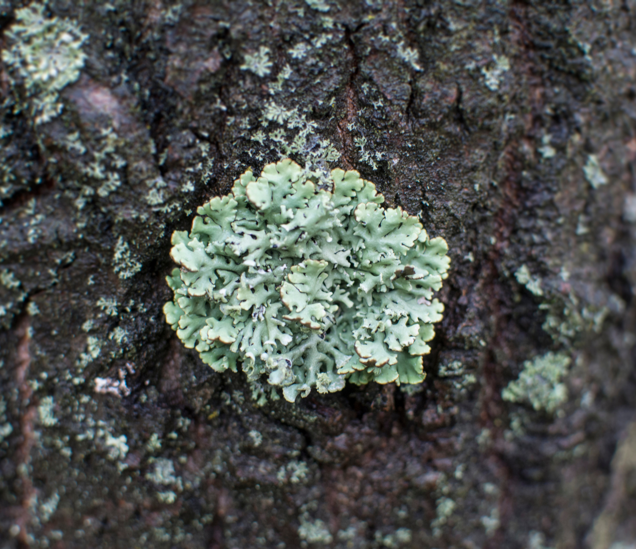 The Hidden World of Tree Lichens