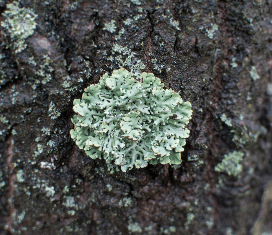 The Hidden World of Tree Lichens