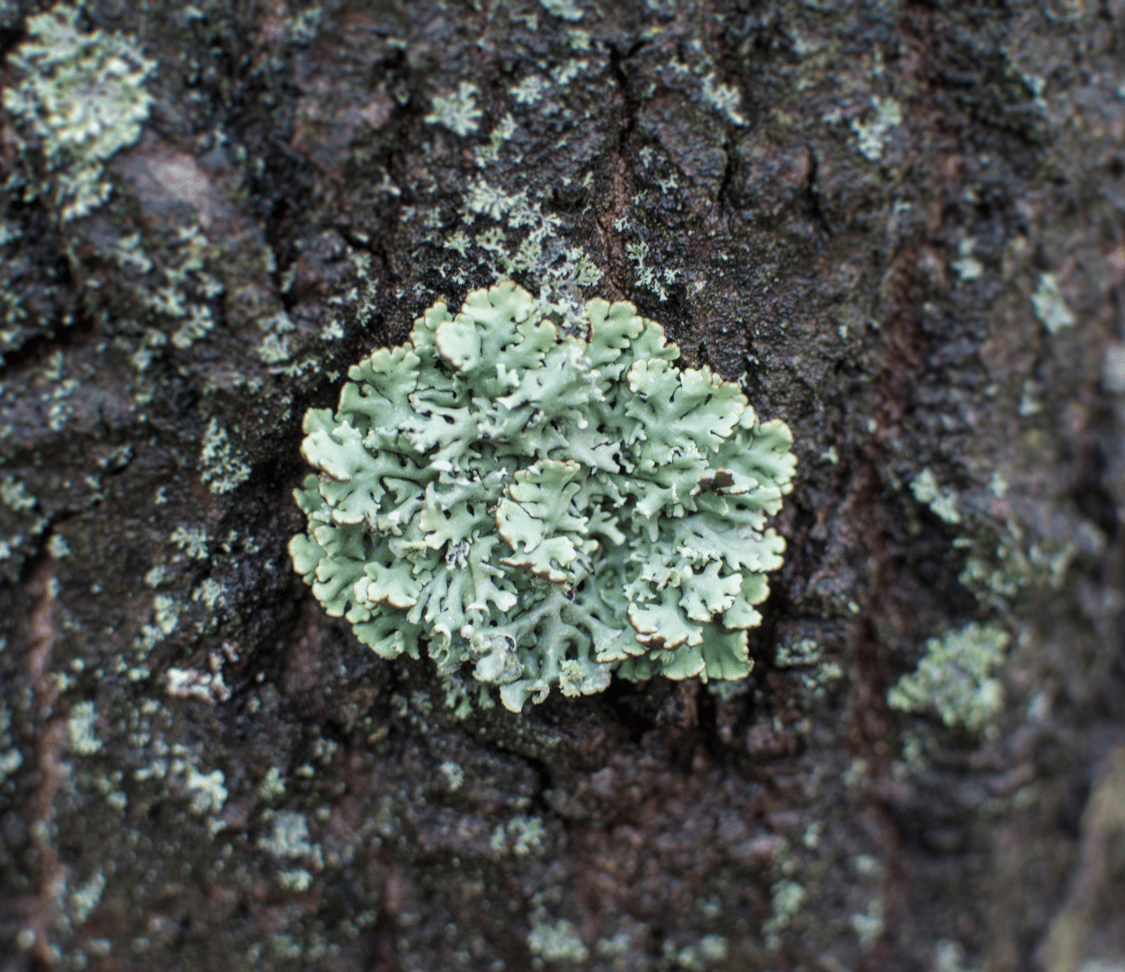 The Hidden World of Tree Lichens