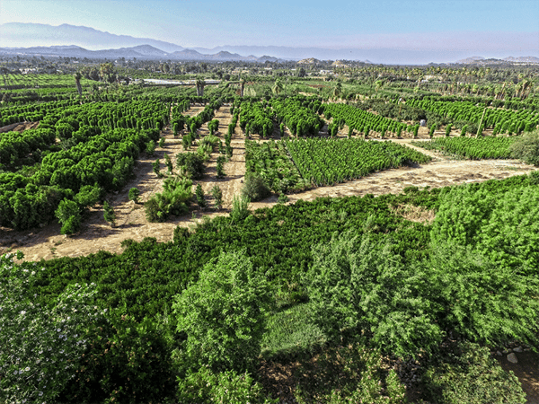 FROM SEED TO TREE: EXPERIENCE THE MOON VALLEY DIFFERENCE