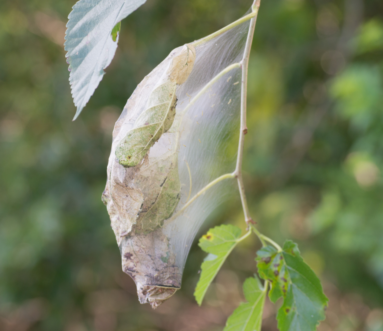 Fight Fall Webworms Effectively With Moon Valley Nurseries