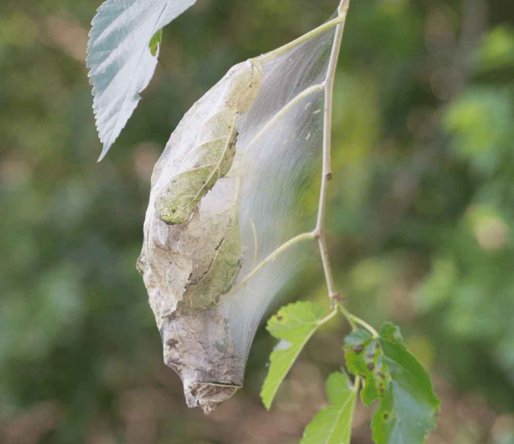 Fight Fall Webworms Effectively With Moon Valley Nurseries