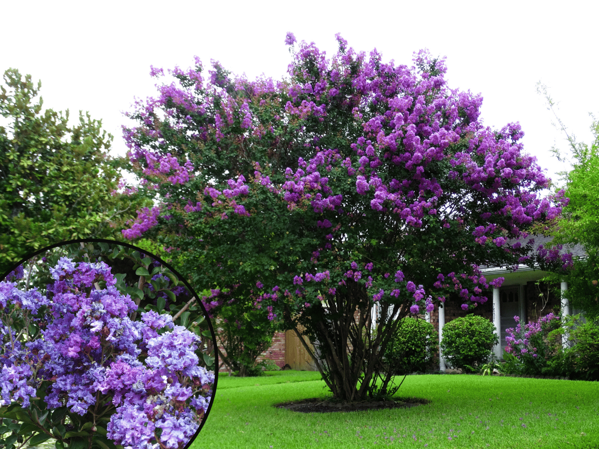 The 5 Best Purple Flowering Trees for Texas