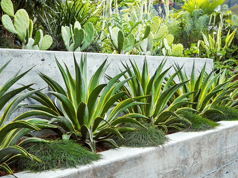 DEFENSIVE LANDSCAPING: 5 PLANTS TO DETER TRESPASSERS