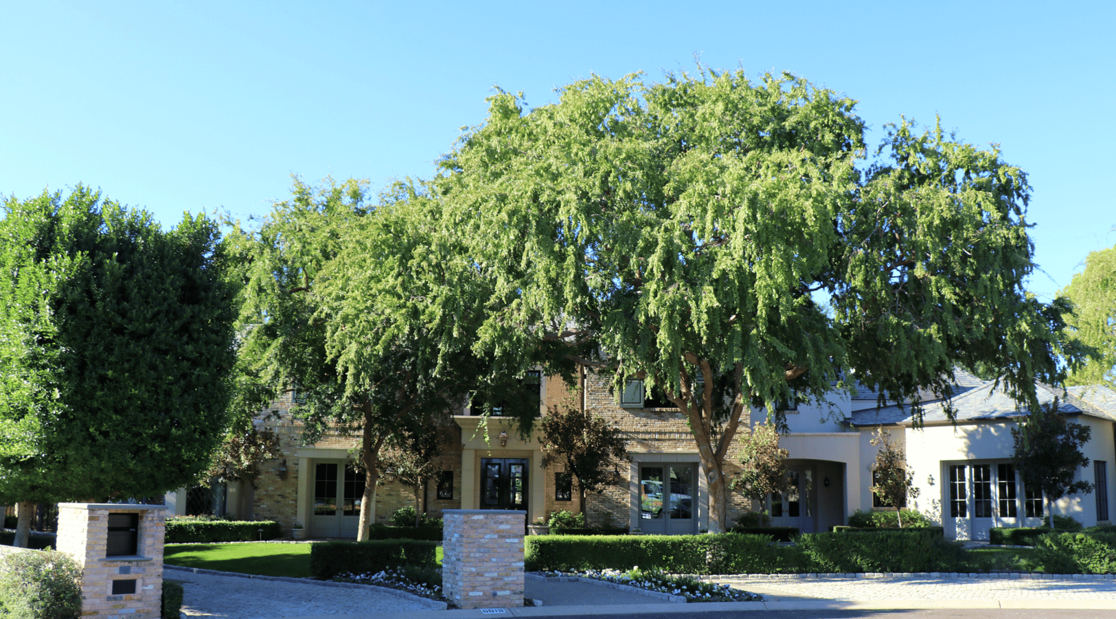 7 Enticing Benefits of Planting Mature Trees in Your Yard