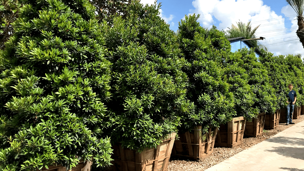 SO YOU BOUGHT A PRIVACY HEDGE, NOW WHAT?