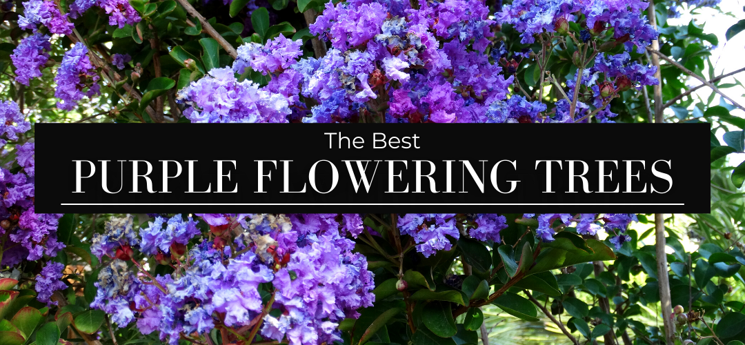 The 5 Best Purple Flowering Trees for Texas