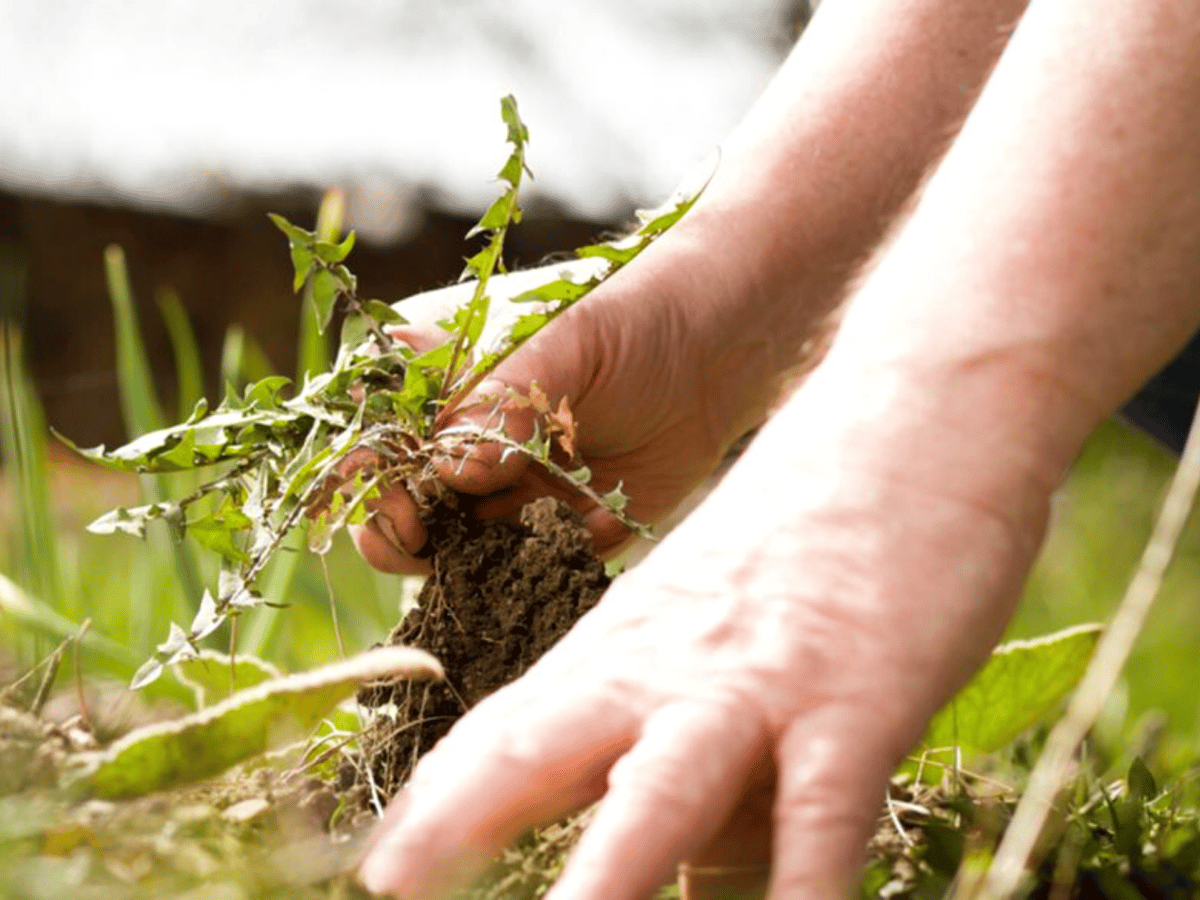 FEBRUARY LANDSCAPE & GARDEN TIPS