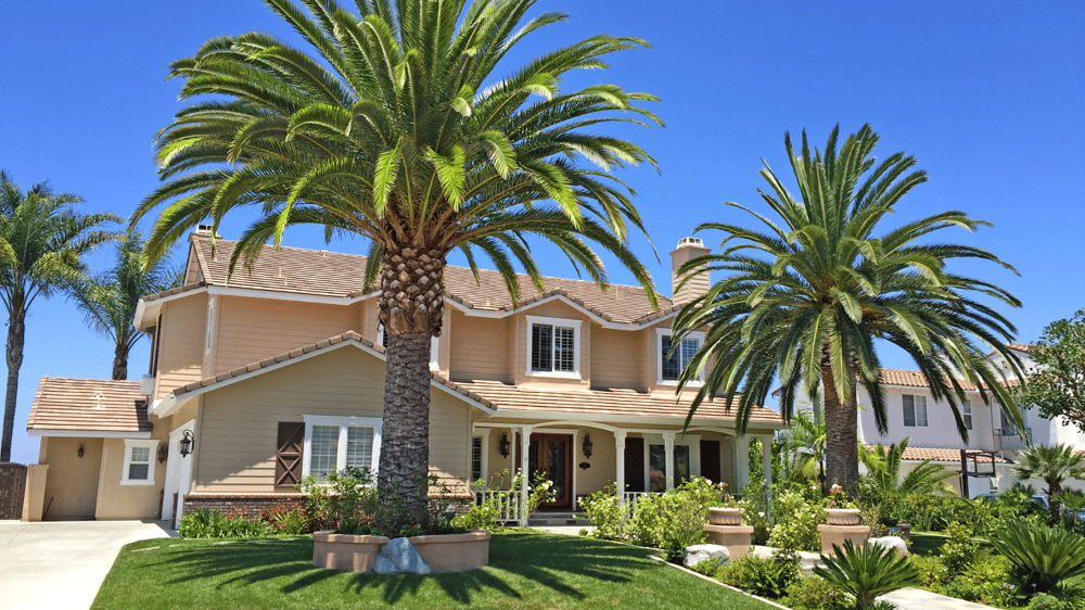 SO YOU BOUGHT A PALM TREE, NOW WHAT?