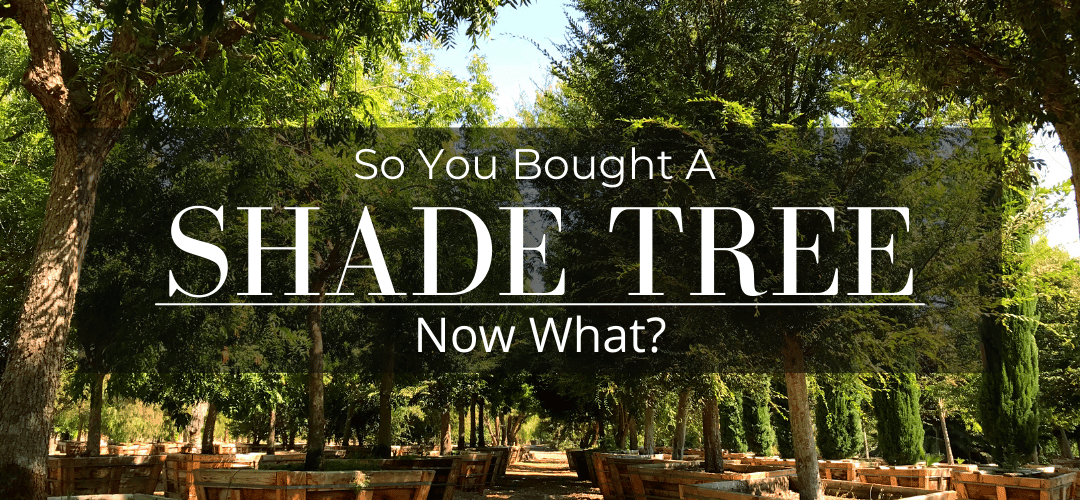 SO YOU BOUGHT A SHADE TREE, NOW WHAT?