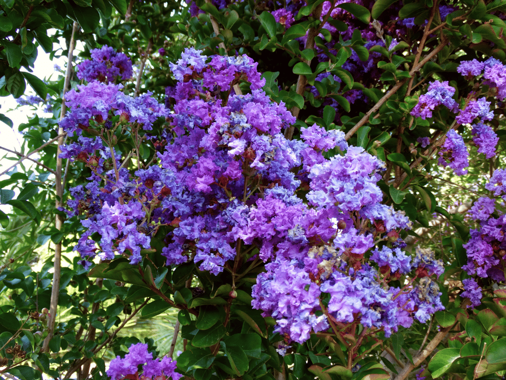 The Crape Myrtle: A Beloved Flowering Tree With Brilliant Fall Color