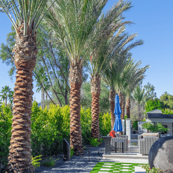 June Landscape & Garden Tips
