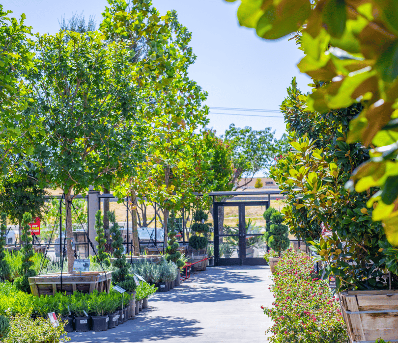 Rooted in Sustainability: Moon Valley's Tree Recycling Journey