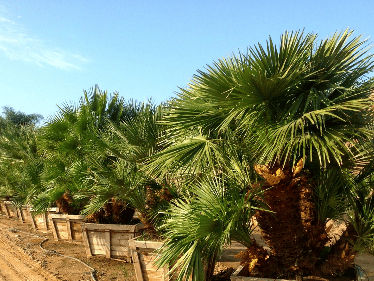 DEFENSIVE LANDSCAPING: 5 PLANTS TO DETER TRESPASSERS