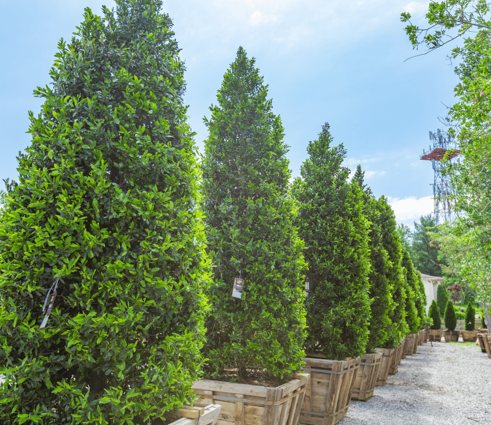 Moon Valley Nurseries Privacy Hedge Guide For Florida