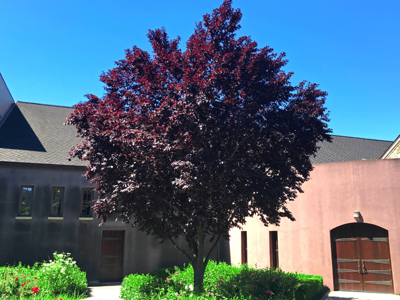 March Landscape & Garden Tips For 2022