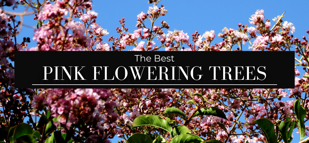 The Best Pink Flowering Trees