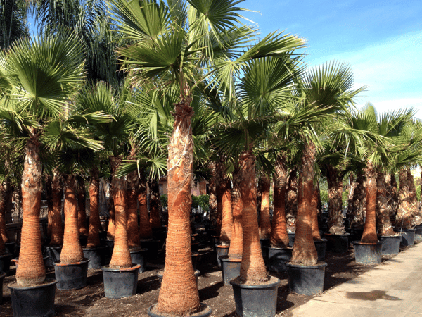 The Top 10 Palm Trees for Arizona & Where to Plant Them!