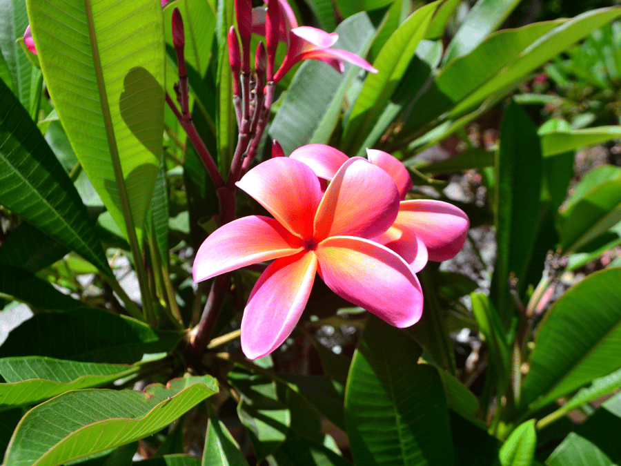 TROPICAL BACKYARD IDEAS – PART 3: THE FLOWERING TREES & PLANTS OF PARADISE