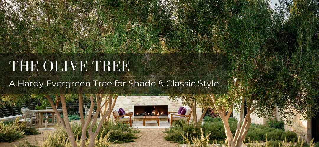 The Olive Tree: A Hardy Evergreen Tree for Shade & Classic Style