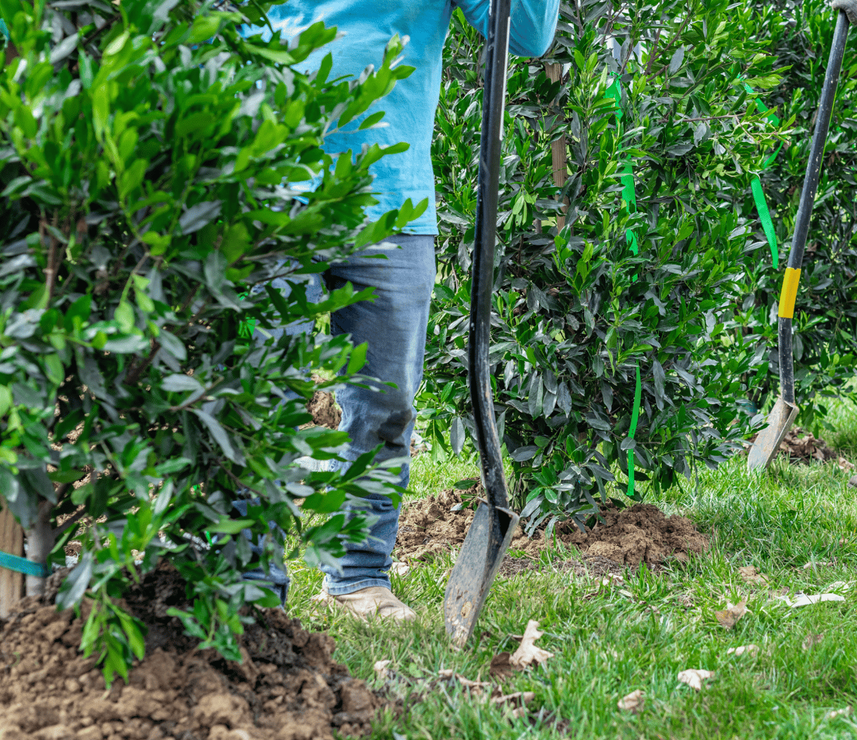 The Balance Between Beauty and Safety: Dealing with Exposed Tree Roots