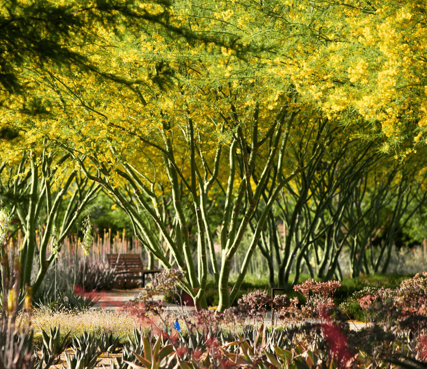 The Top Flowering Trees For Arizona 2024