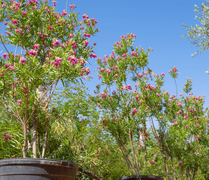 The Top Flowering Trees For Arizona 2024