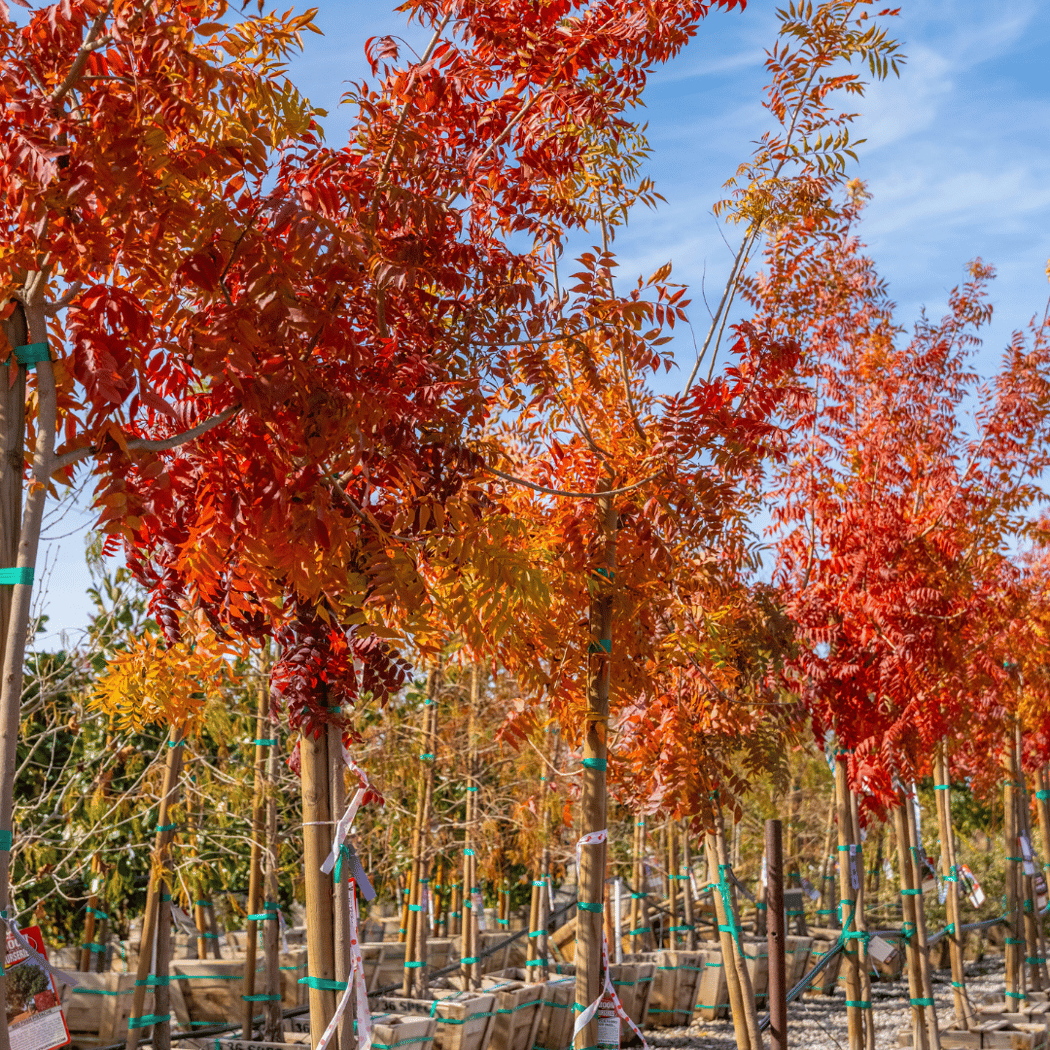7 Best Fast Growing Trees for Vibrant Fall Color