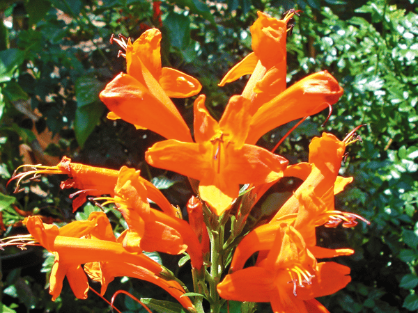 TROPICAL BACKYARD IDEAS – PART 3: THE FLOWERING TREES & PLANTS OF PARADISE