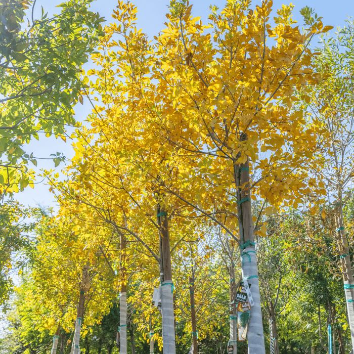 7 Best Fast Growing Trees for Vibrant Fall Color
