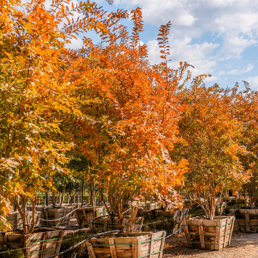 7 Best Fast Growing Trees for Vibrant Fall Color
