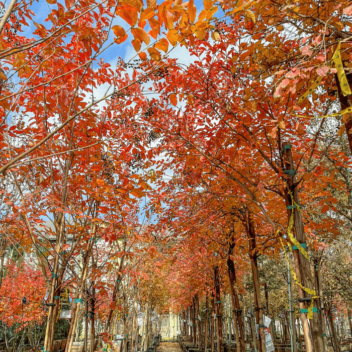 7 Best Fast Growing Trees for Vibrant Fall Color