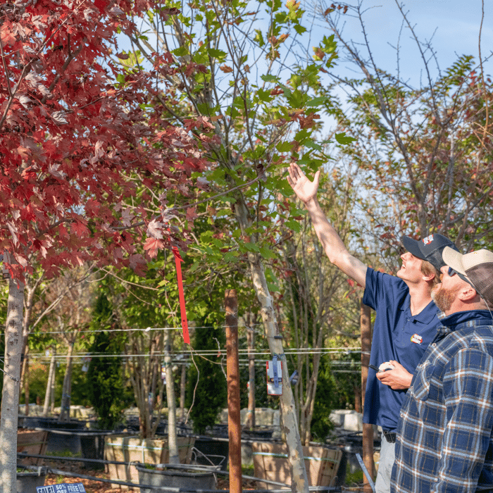 7 Best Fast Growing Trees for Vibrant Fall Color