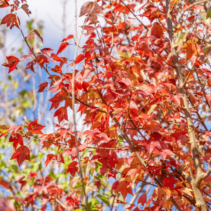 7 Best Fast Growing Trees for Vibrant Fall Color