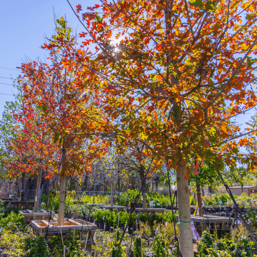 7 Best Fast Growing Trees for Vibrant Fall Color