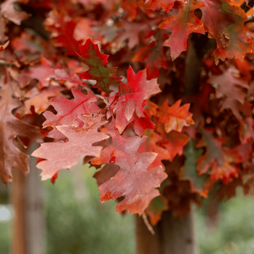 7 Best Fast Growing Trees for Vibrant Fall Color