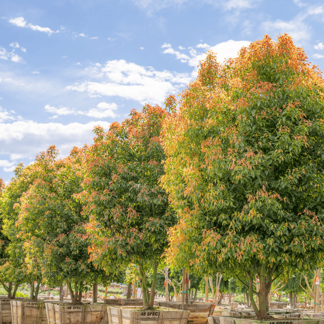 7 Best Fast Growing Trees for Vibrant Fall Color